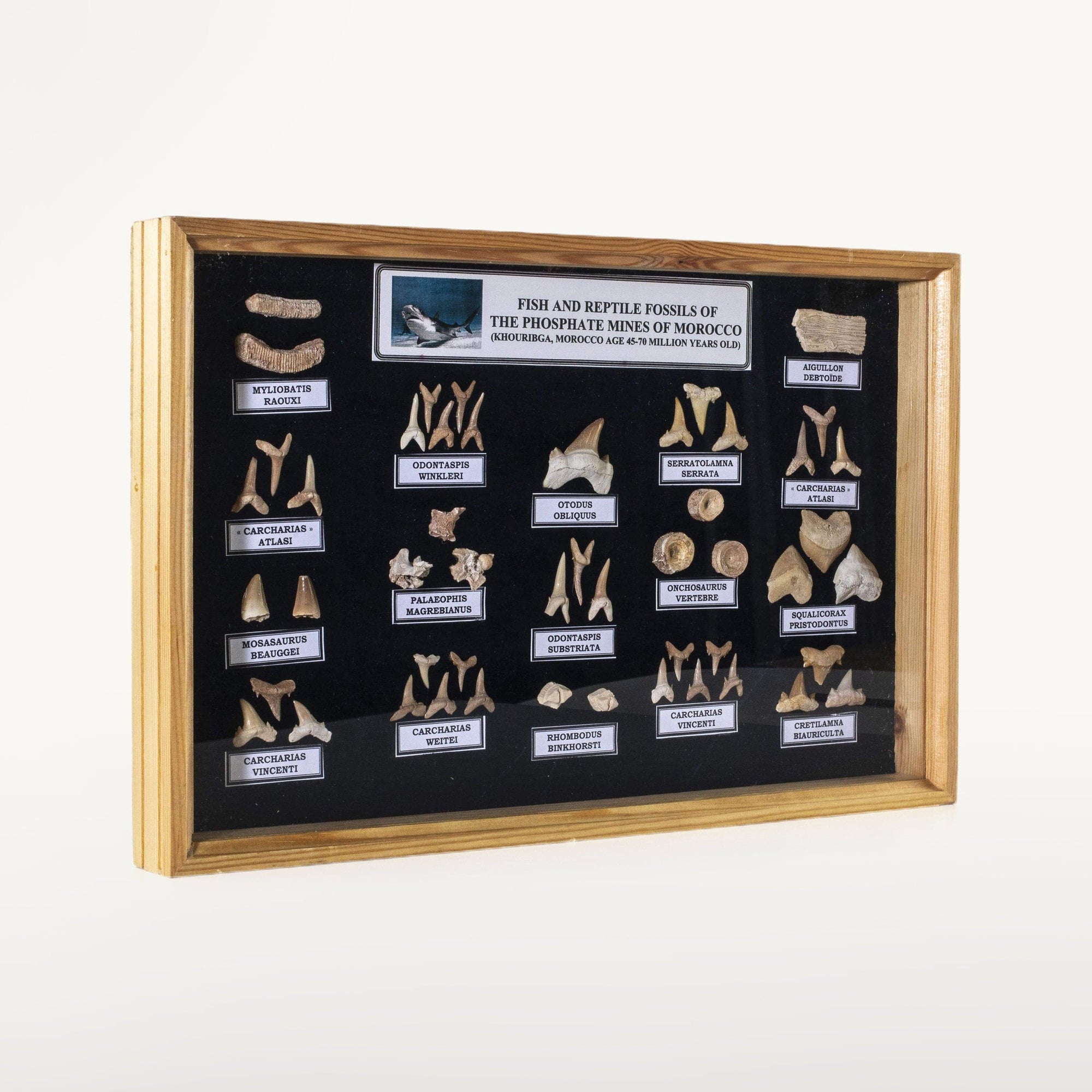 KALIFANO | Authentic Shark Tooth Collection from Morocco
