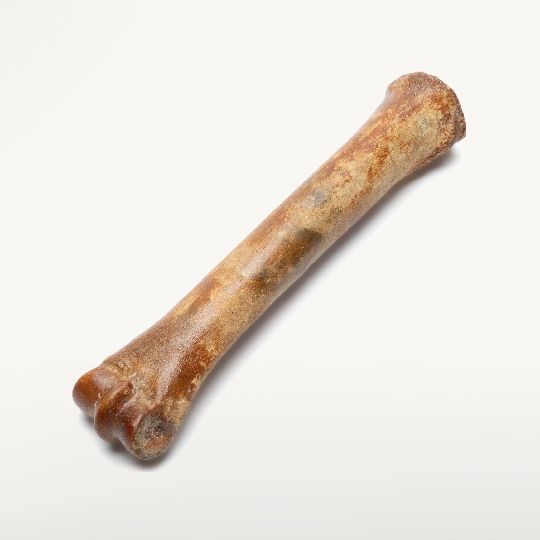 KALIFANO | Prehistoric Horse Leg Bone Fossil from North Sea for Sale