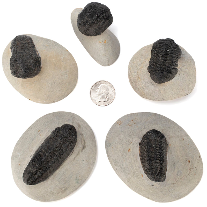 KALIFANO | Authentic Moroccan Phacops Trilobite in Matrix