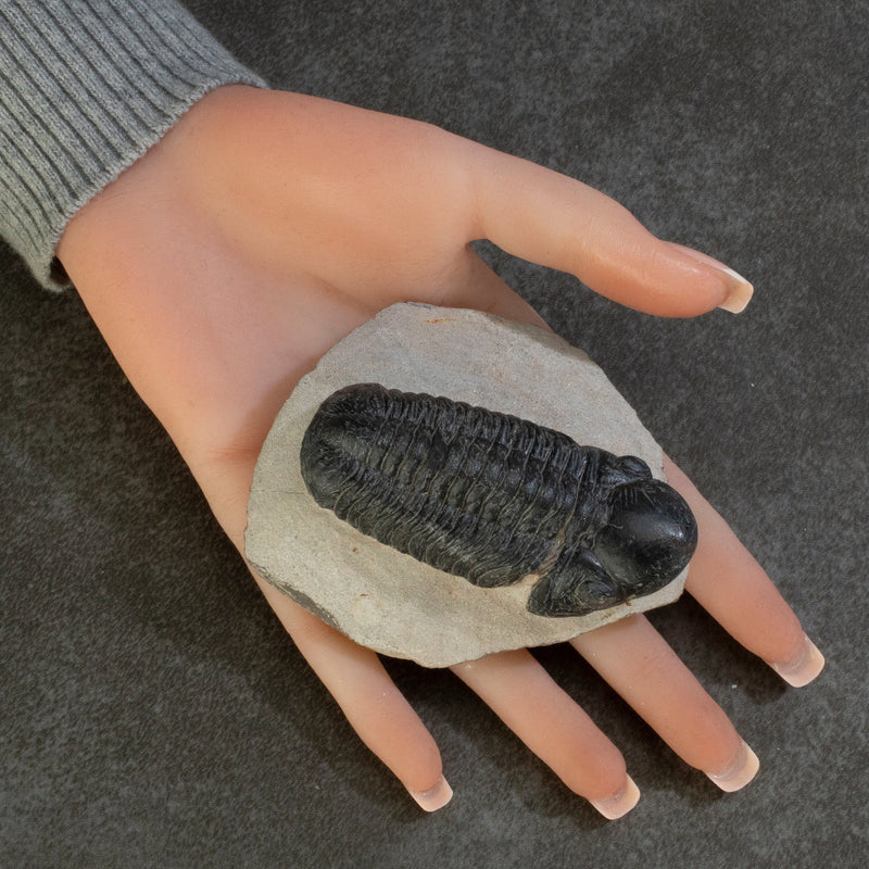 KALIFANO | Authentic Moroccan Phacops Trilobite in Matrix