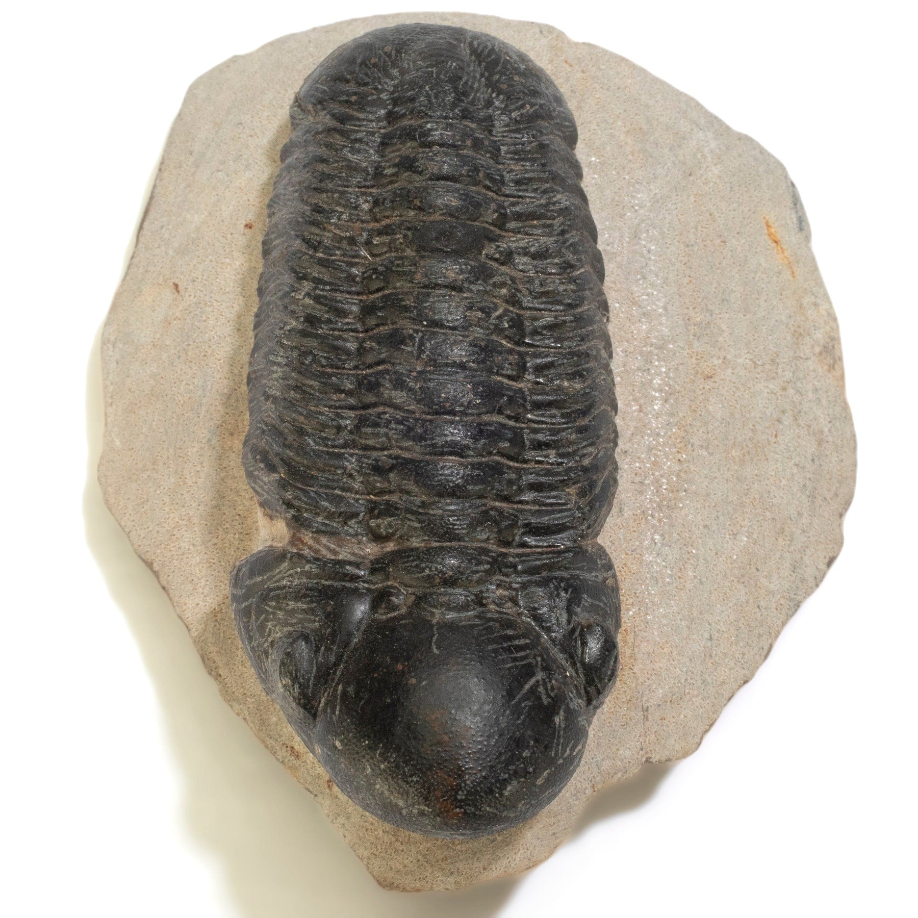 KALIFANO | Authentic Moroccan Phacops Trilobite in Matrix