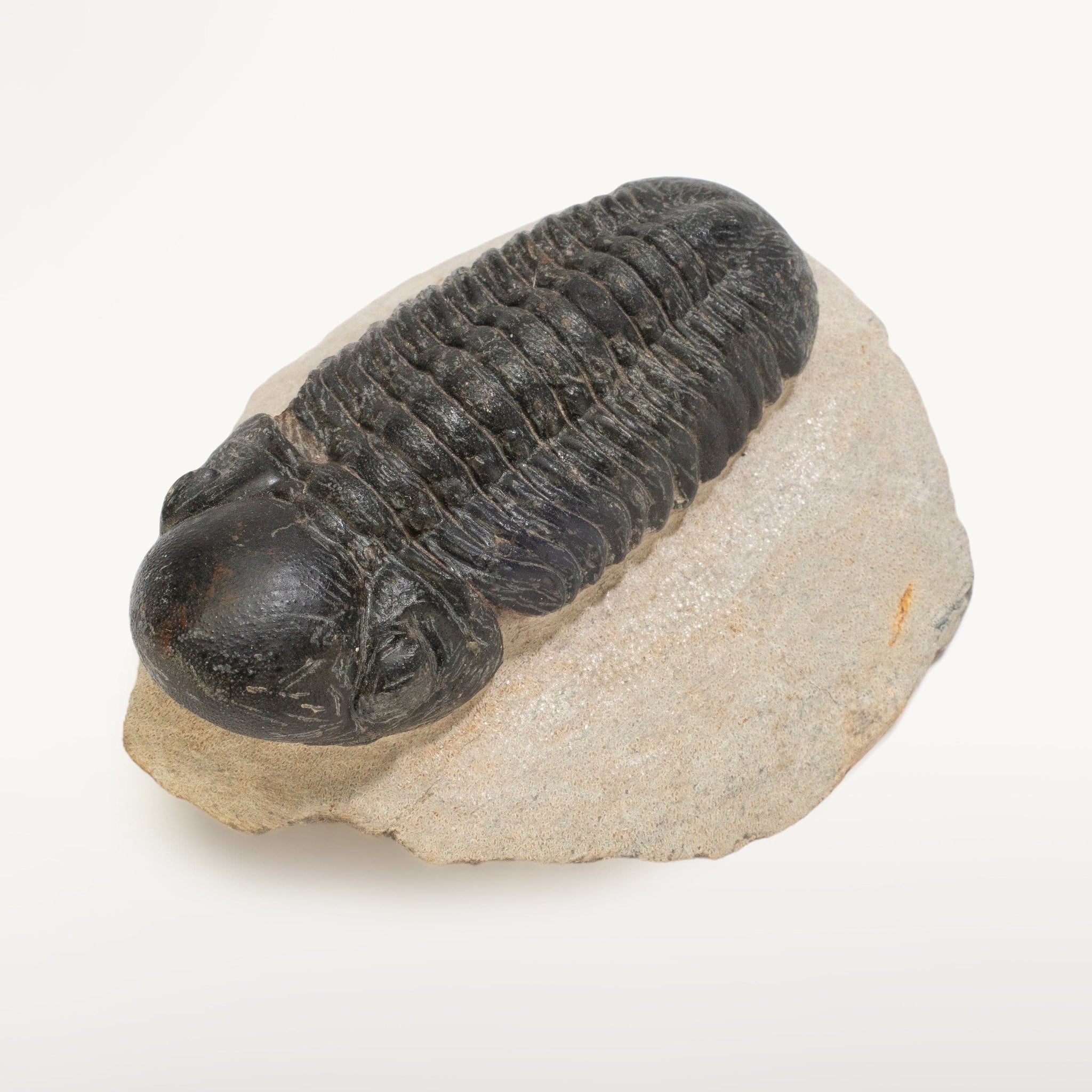 KALIFANO | Authentic Moroccan Phacops Trilobite in Matrix