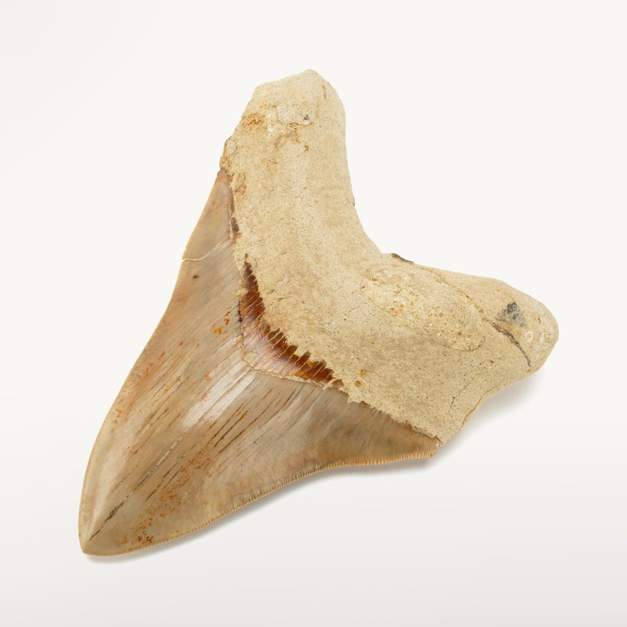 KALIFANO | Natural Megalodon Tooth from Indonesia For Sale - 6.4"