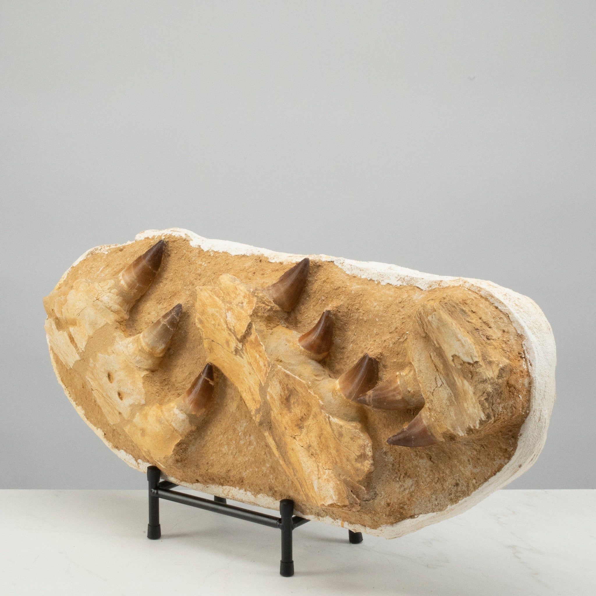 KALIFANO | Mosasaurus Jaw and Teeth Fossil in Matrix For Sale - 21in.