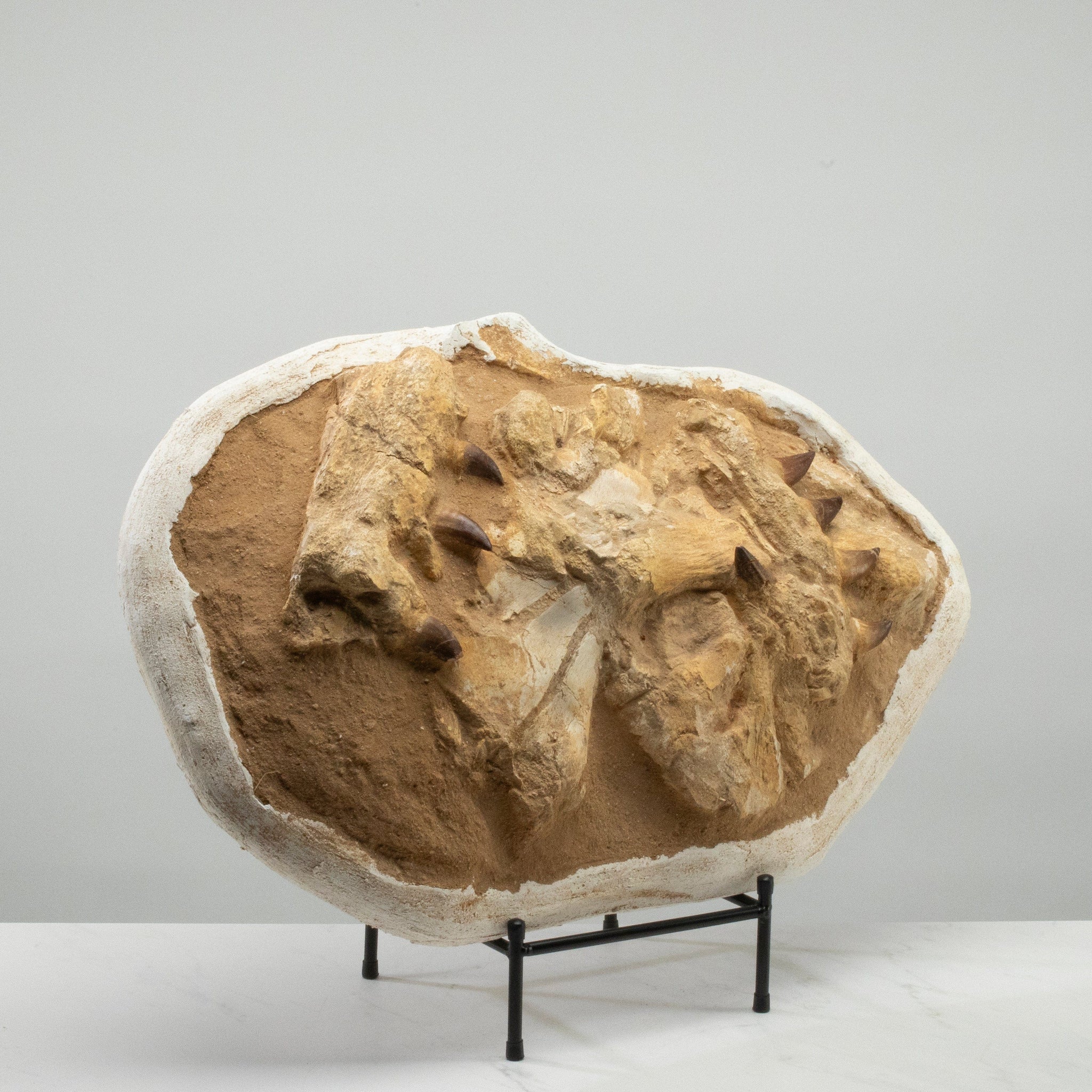 KALIFANO | Mosasaurus Jaw and Teeth Fossil in Matrix For Sale - 26in.