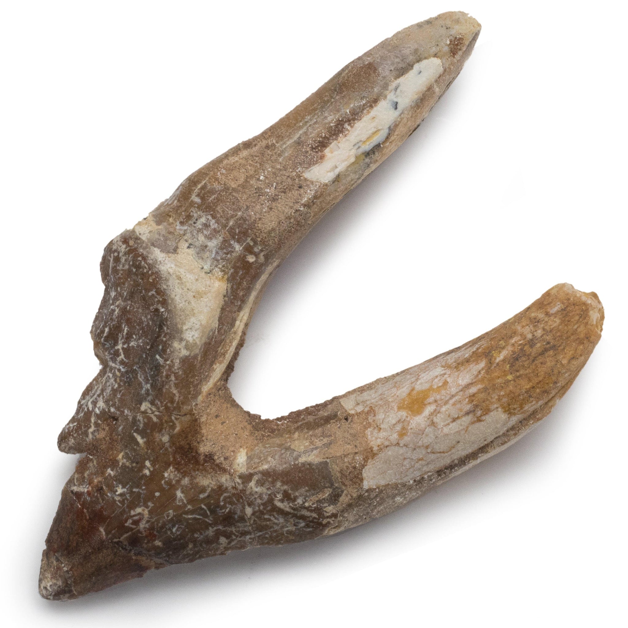 Natural Prehistoric Basilosaurus Whale Tooth from Morocco - 2.4 in