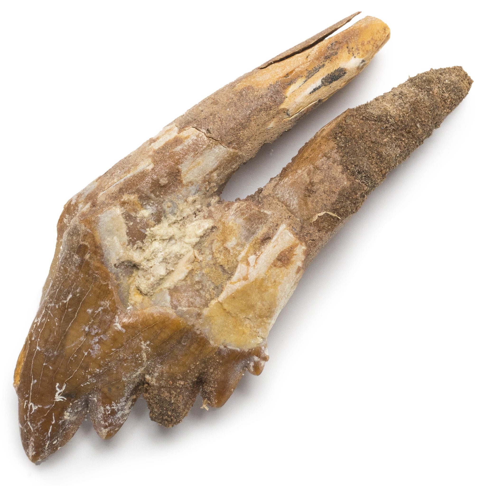 Natural Prehistoric Basilosaurus Whale Tooth from Morocco - 2.5 in