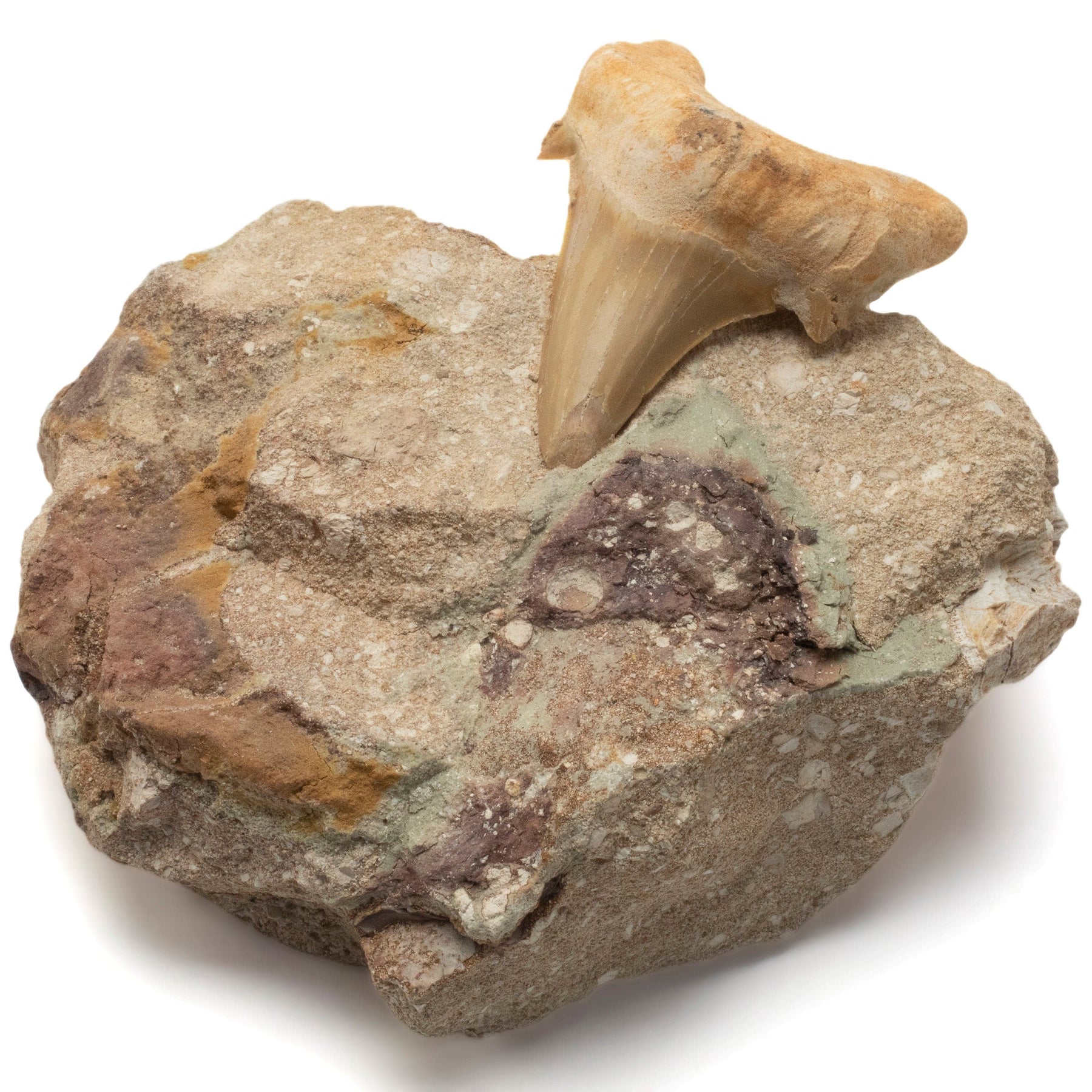 Authentic Fossil Shark Tooth in Matrix from Morocco – KALIFANO