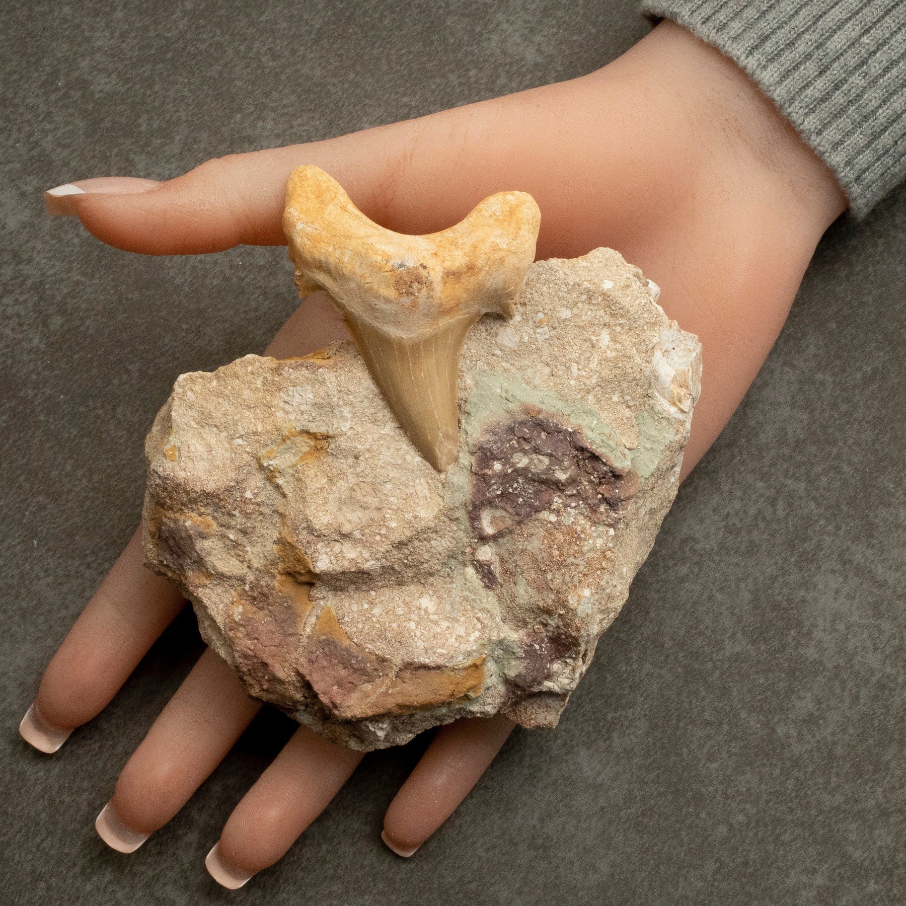 Authentic Fossil Shark Tooth in Matrix from Morocco – KALIFANO