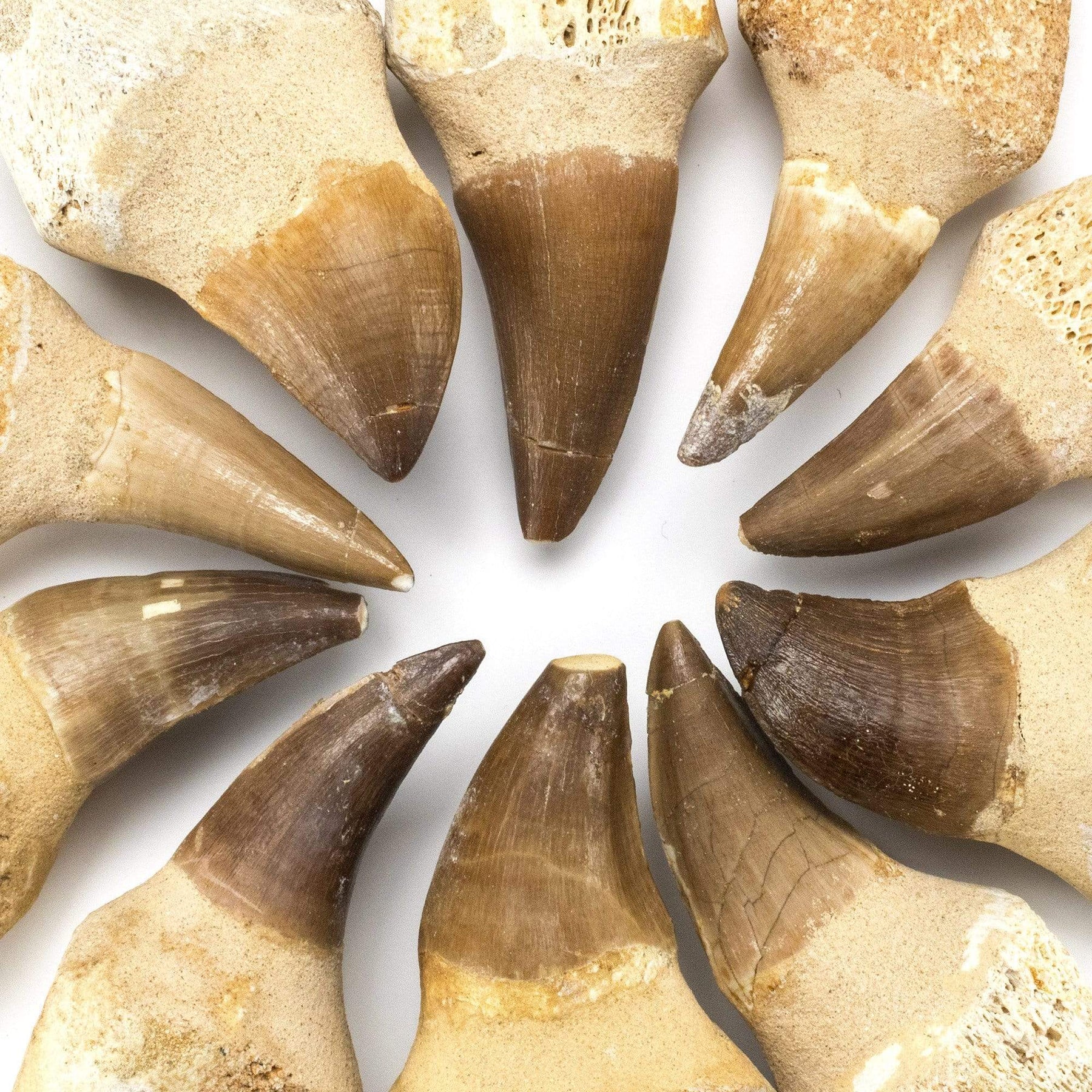 KALIFANO | Authentic Fossilized Prehistoric Mosasaur Tooth From Morocco