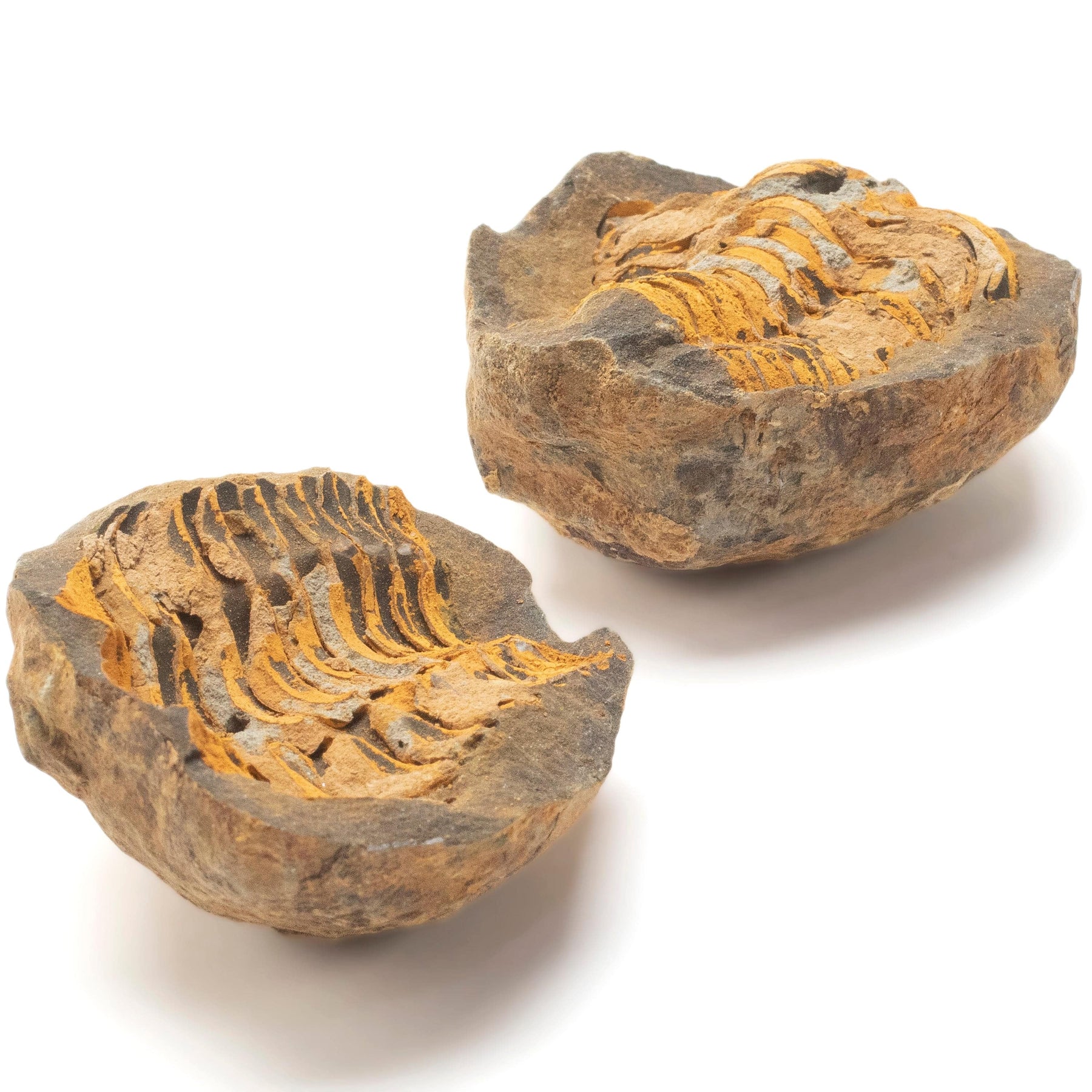 KALIFANO | Large Flexicalymene Trilobite Geode from Morocco