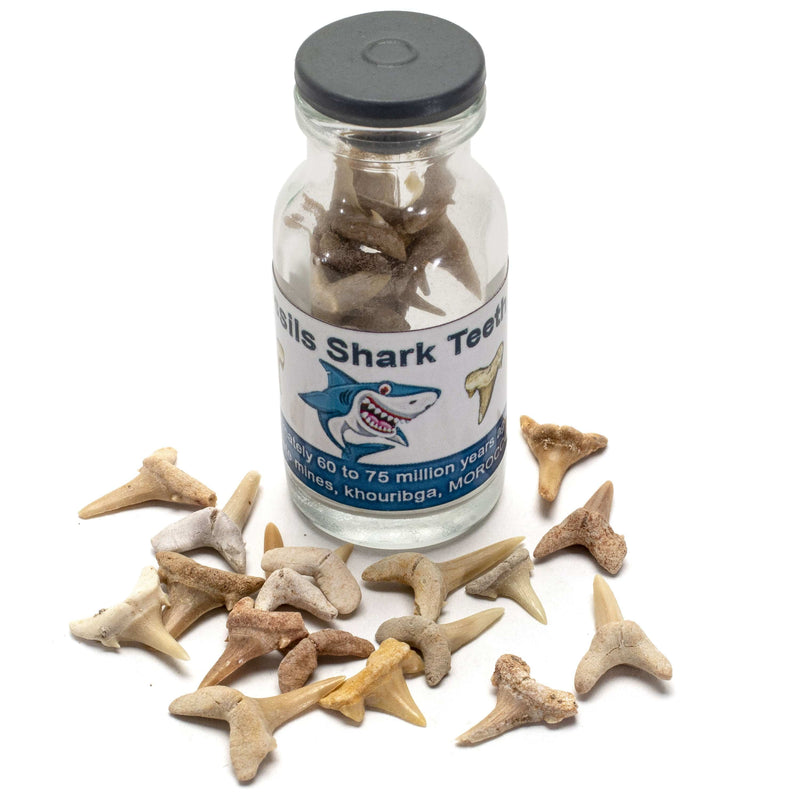 Moroccan Shark Tooth Vial – KALIFANO